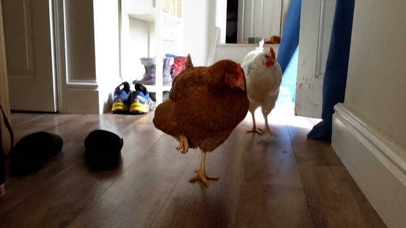 Ex-Battery Hen Chickens | Ex-Battery Hen For Sale
