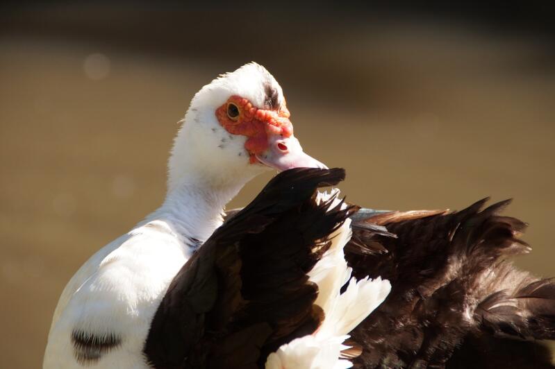 Muscovy Ducks