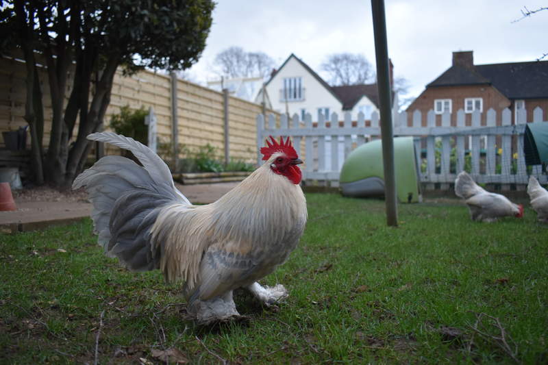 Booted Bantam Chickens | Booted Bantam For Sale