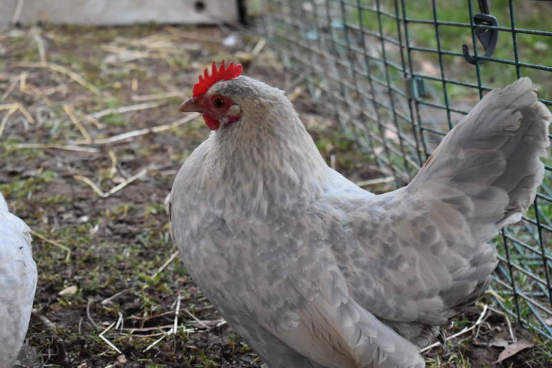 Booted Bantam Chickens | Booted Bantam For Sale