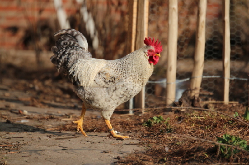 Cream Legbar Chickens | Cream Legbar For Sale