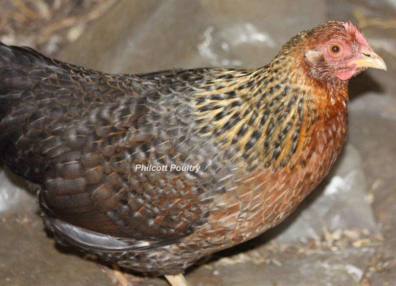 Welbar Chickens | Welbar For Sale