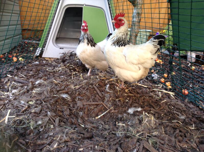 Ex-Battery Hen Chickens | Ex-Battery Hen For Sale