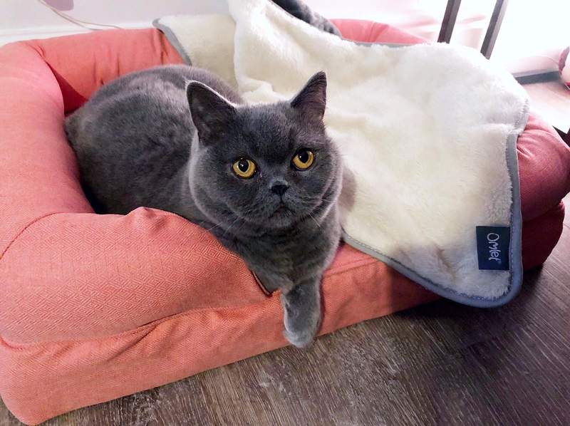 Luxury Super Soft Cat Blanket Small - Grey and Cream