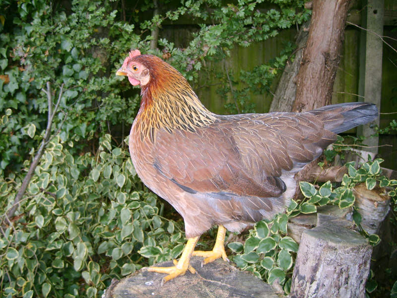Welsummer For Sale | Chickens | Breed Information | Omlet