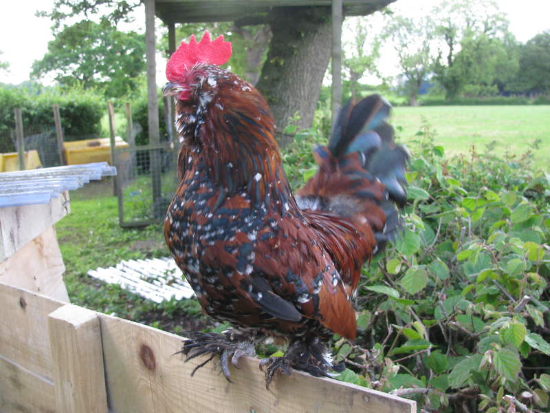 Booted Bantam Chickens | Booted Bantam For Sale