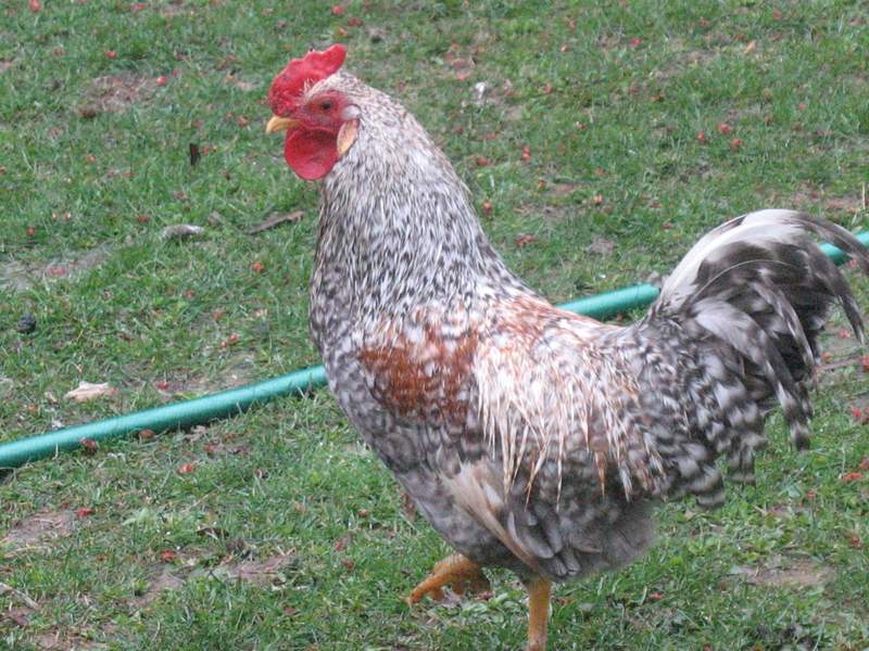 Dorking Chickens | Dorking For Sale