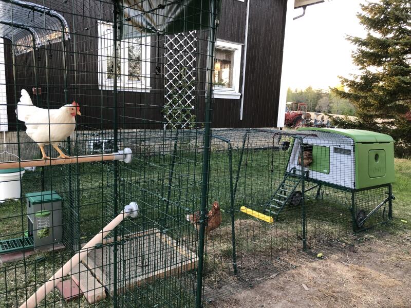 Large Eglu Cube Chicken Coops and Runs | Easy to Clean Safe Hen House ...