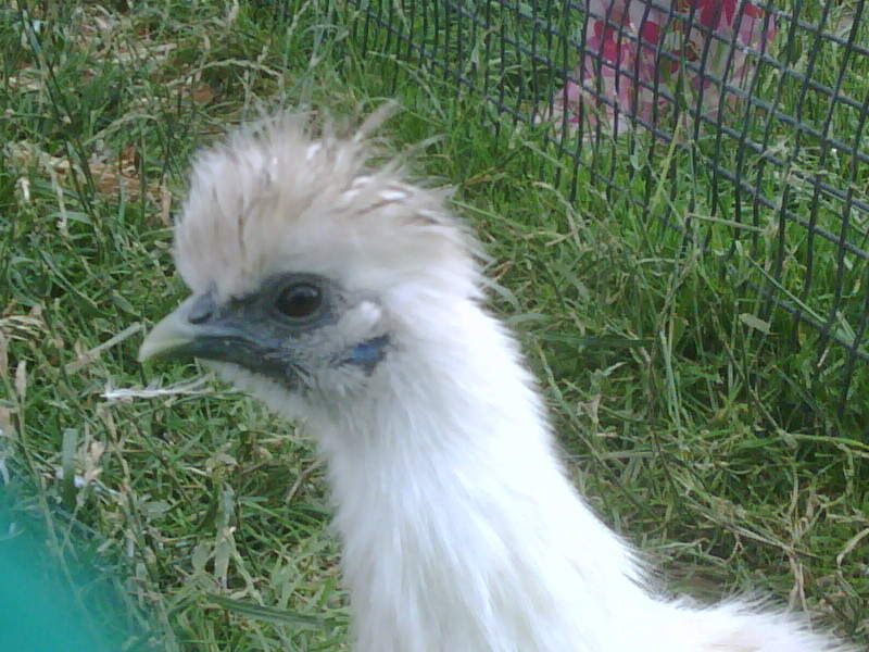 Silkie For Sale | Chickens | Breed Information | Omlet