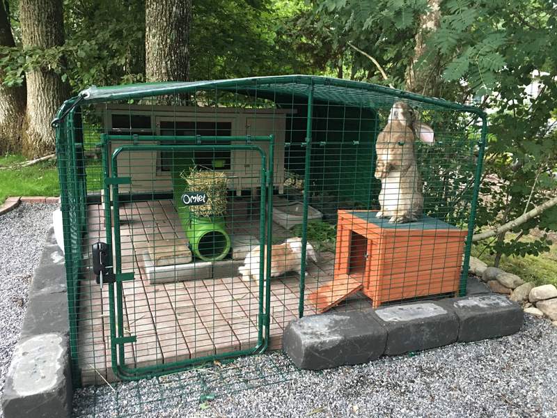 Outdoor Rabbit Run | Large Outdoor Rabbit Enclosure | Omlet