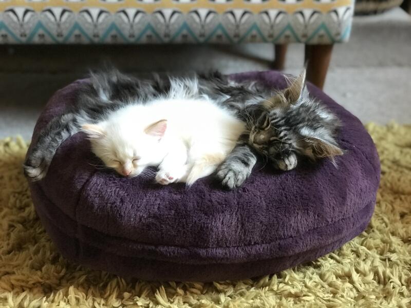 Maya® Donut Cat Beds | Luxurious Cat Bed With Customisable Feet | Omlet