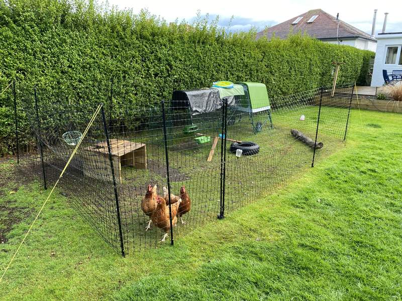Chicken Fencing | Poultry Netting for Chickens | Omlet | Chicken Coops ...