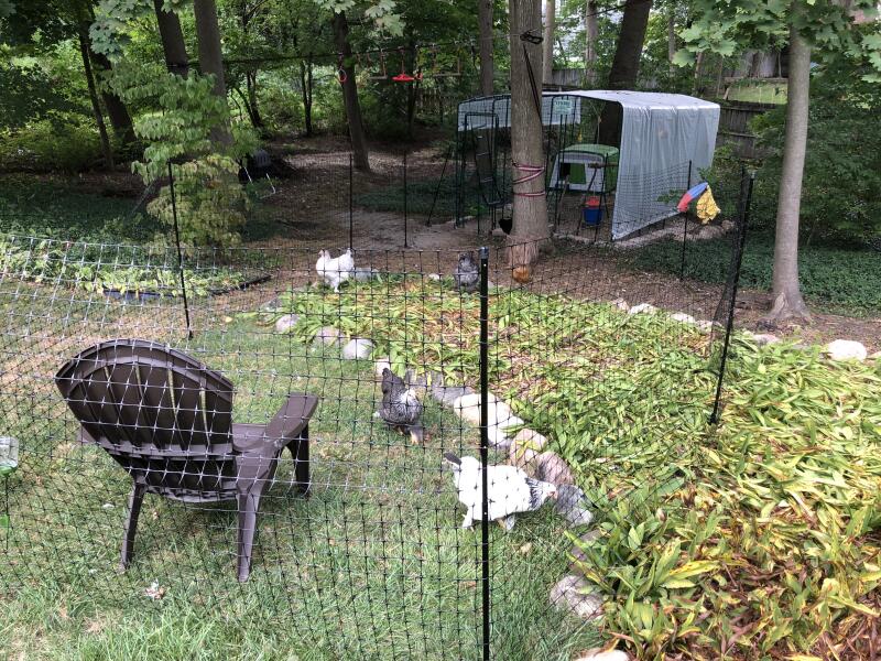 Chicken Fencing | Poultry Netting for Chickens | Omlet