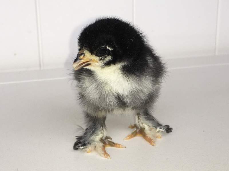 Pekin Bantam Chickens | Pekin Bantam For Sale