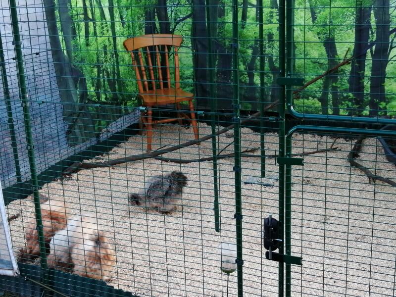 Reviews for Walk In Chicken Run Extensions | Omlet