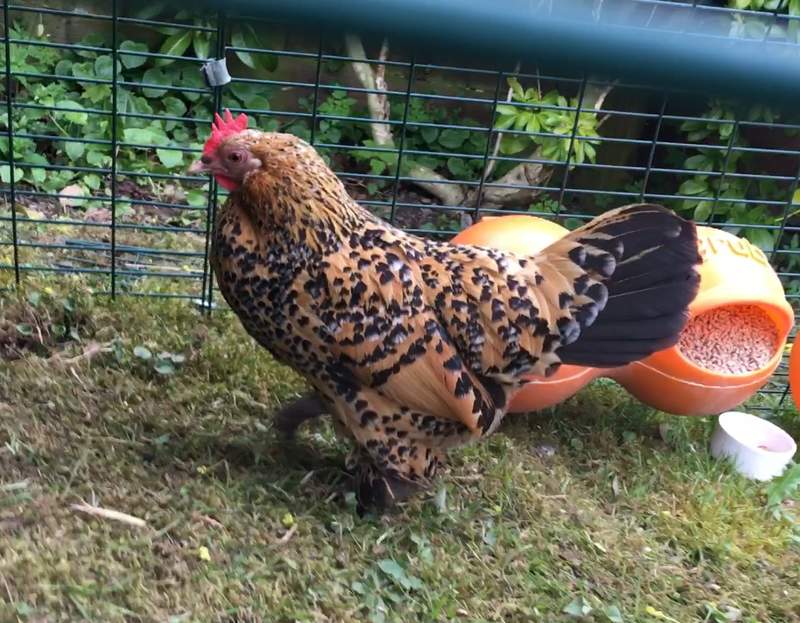 Booted Bantam Chickens | Booted Bantam For Sale