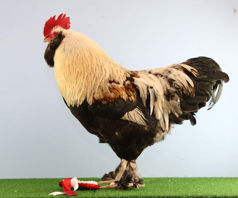 Faverolle For Sale | Chickens | Breed Information | Omlet