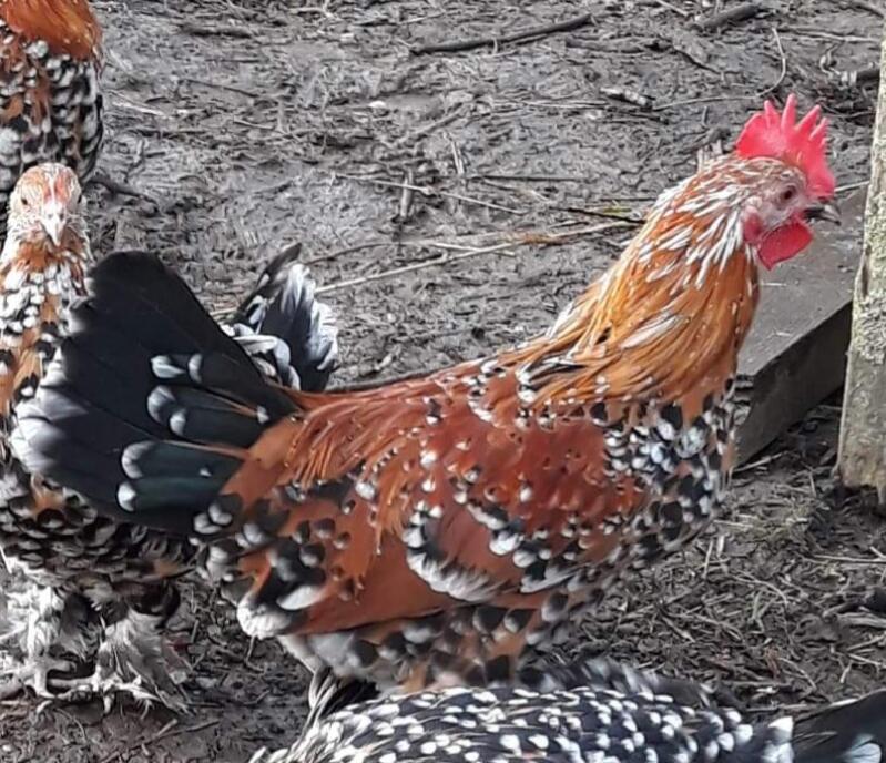 Booted Bantam Chickens | Booted Bantam For Sale
