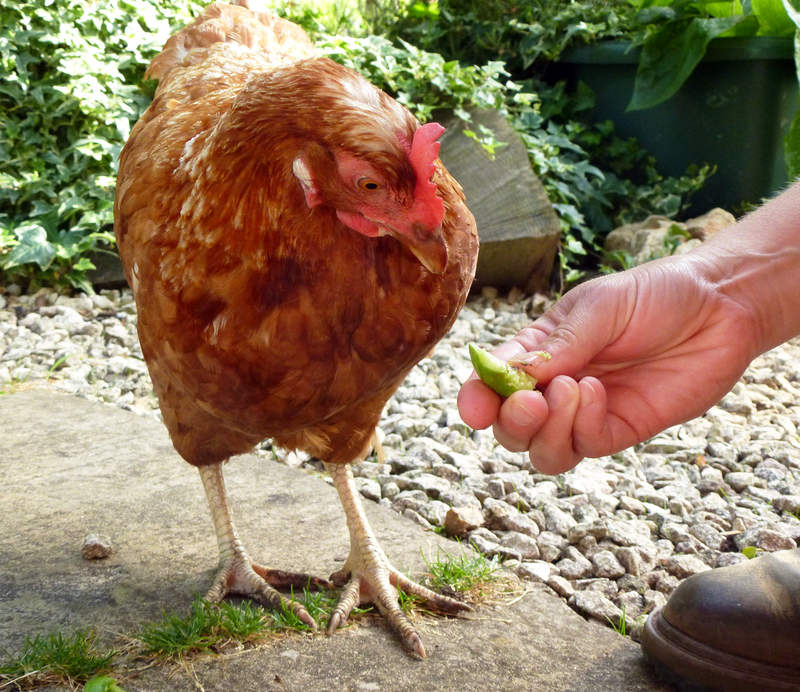 Ex-Battery Hen Chickens | Ex-Battery Hen For Sale