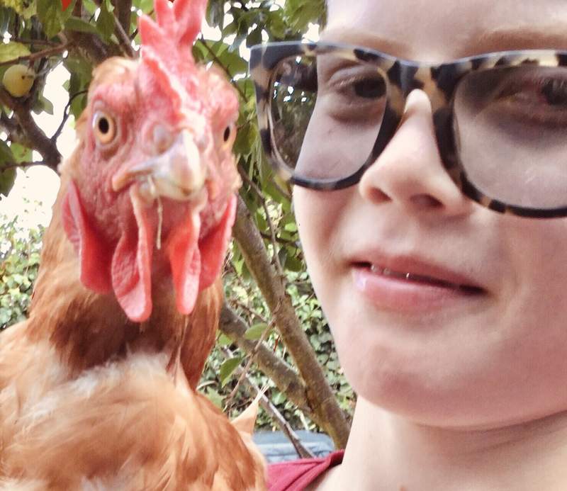 Ex-Battery Hen Chickens | Ex-Battery Hen For Sale