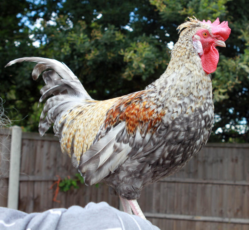 Cream Legbar Chickens | Cream Legbar For Sale