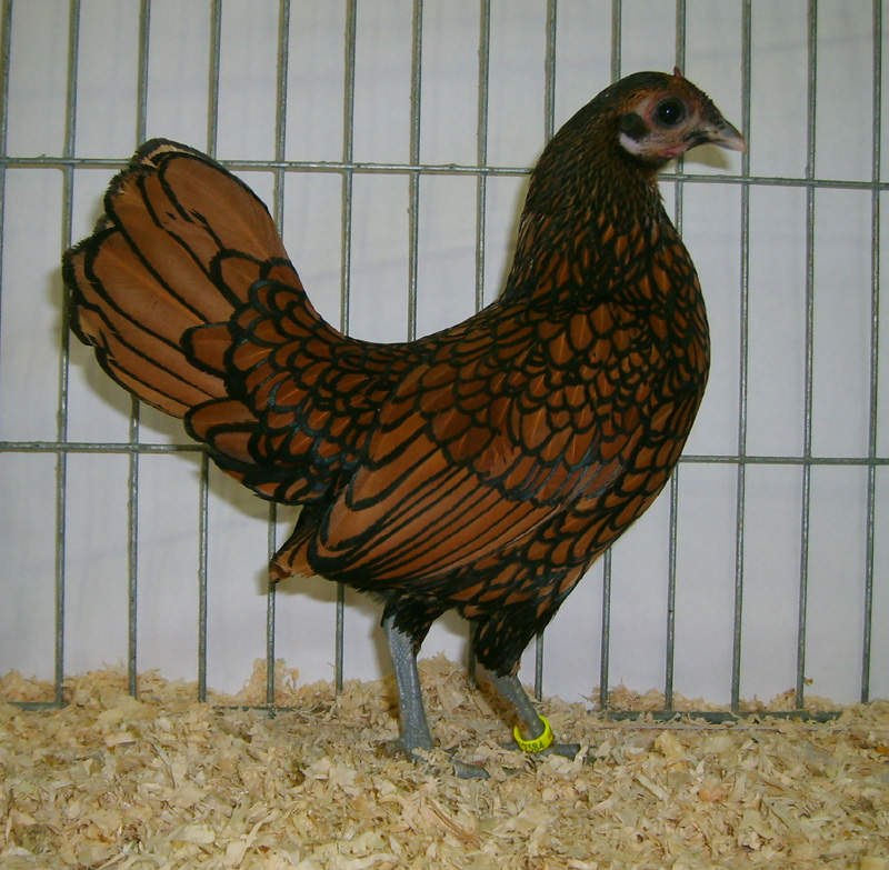 Sebright For Sale | Chickens | Breed Information | Omlet
