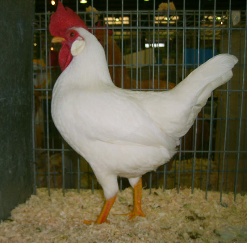 Leghorn For Sale | Chickens | Breed Information | Omlet
