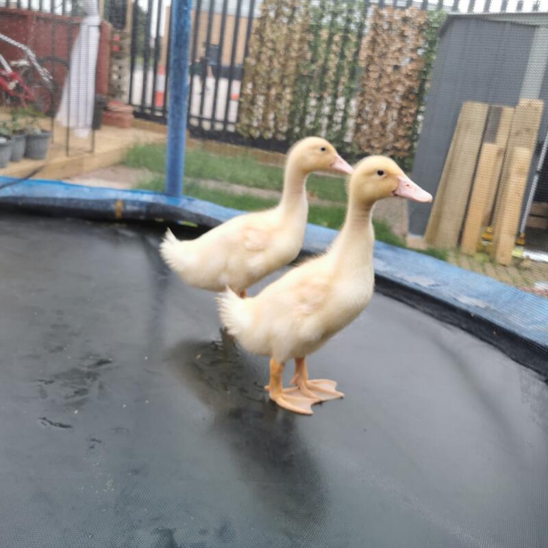 Aylesbury Ducks