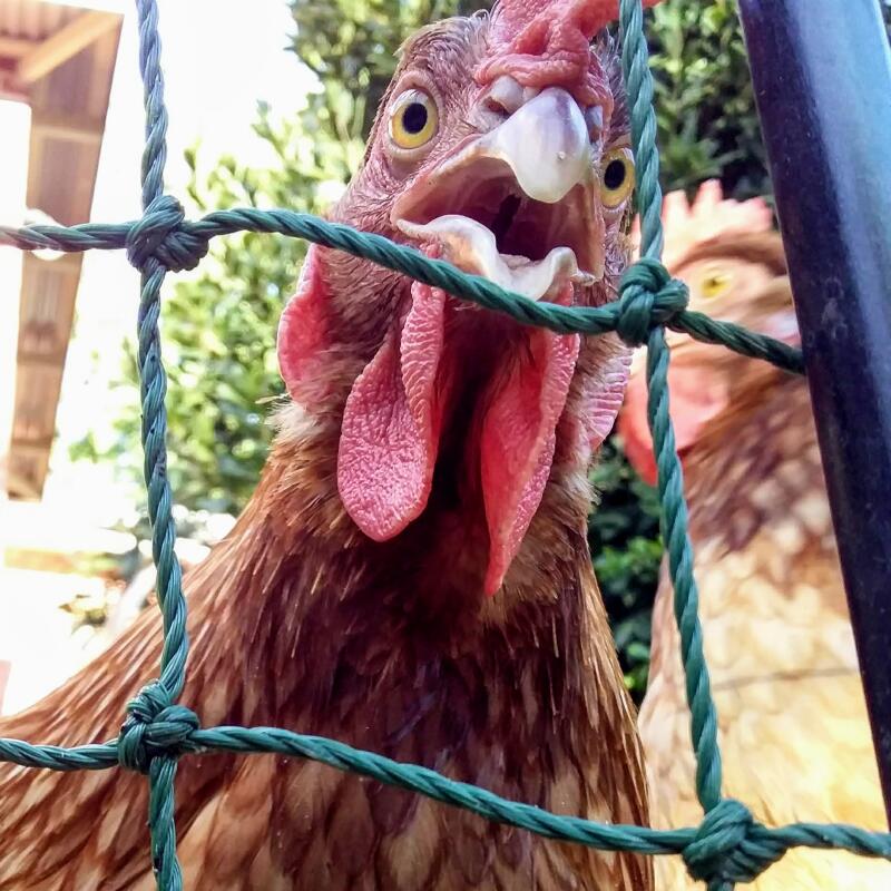 Chickens | Guide | Omlet UK