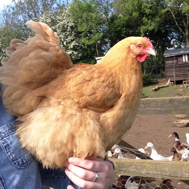 Orpington For Sale | Chickens | Breed Information | Omlet