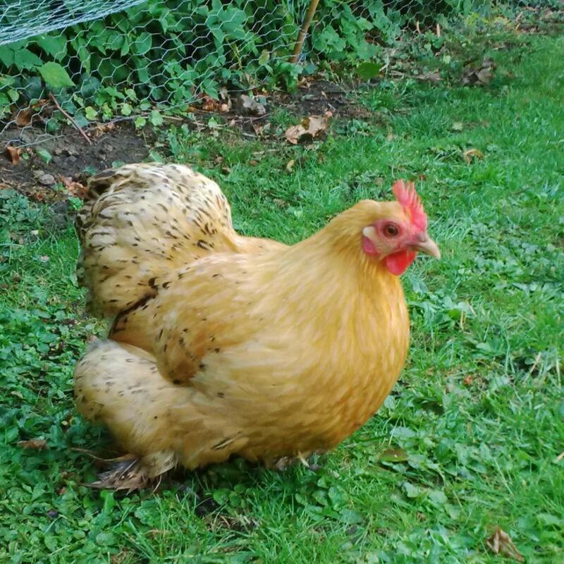 Pekin Bantam For Sale | Chickens | Breed Information | Omlet