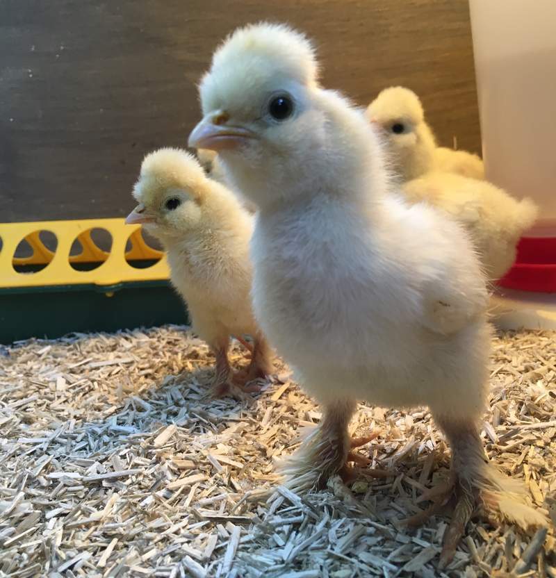 Sultan Chickens | Sultan For Sale