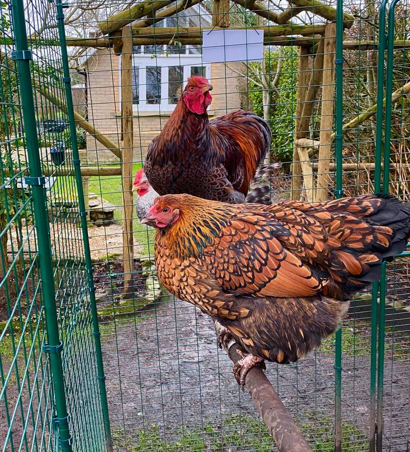 Omlet | The Omlet Chicken Perch | Chicken Coops, Chicken Runs, Chicken ...