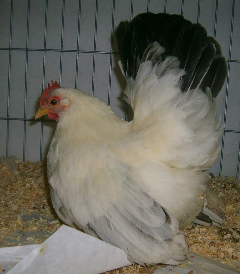 Japanese Bantam Chickens | Japanese Bantam For Sale