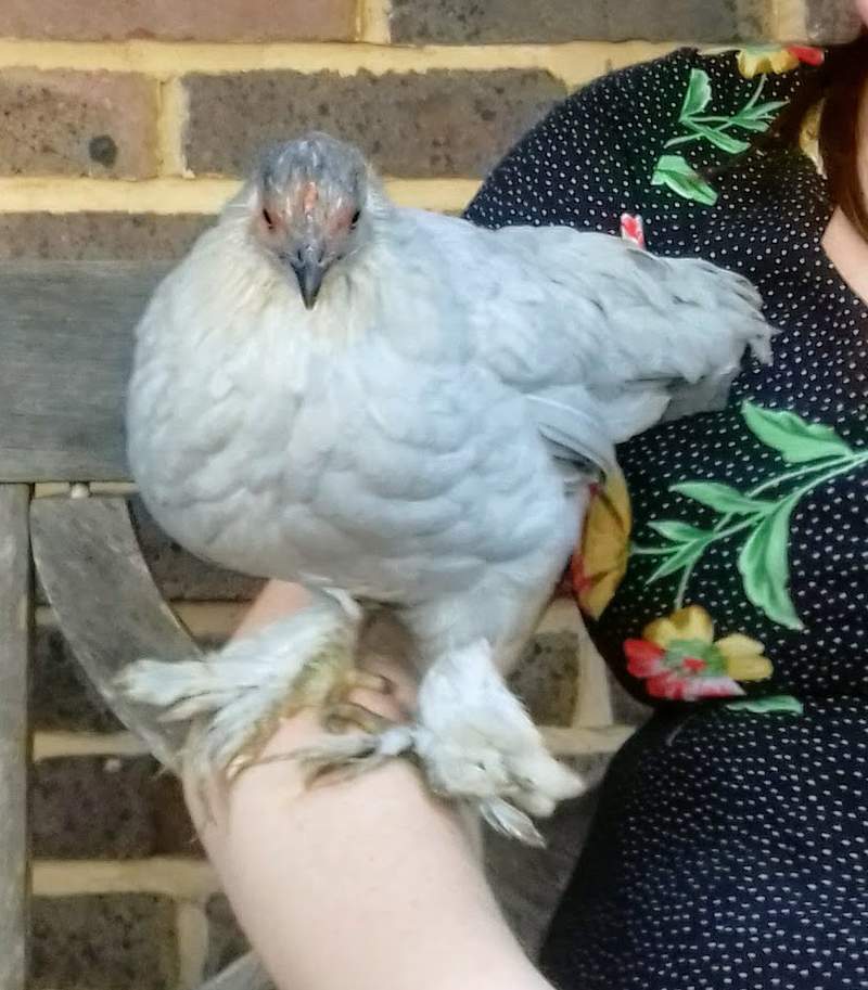 Pekin Bantam Chickens | Pekin Bantam For Sale