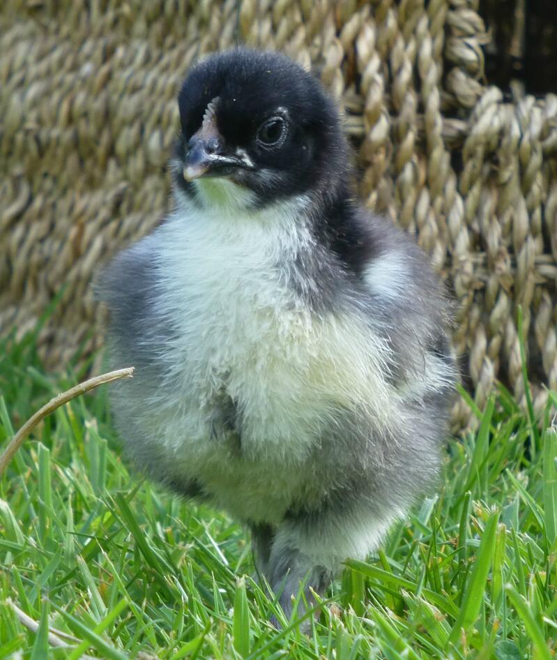 Marans For Sale | Chickens | Breed Information | Omlet