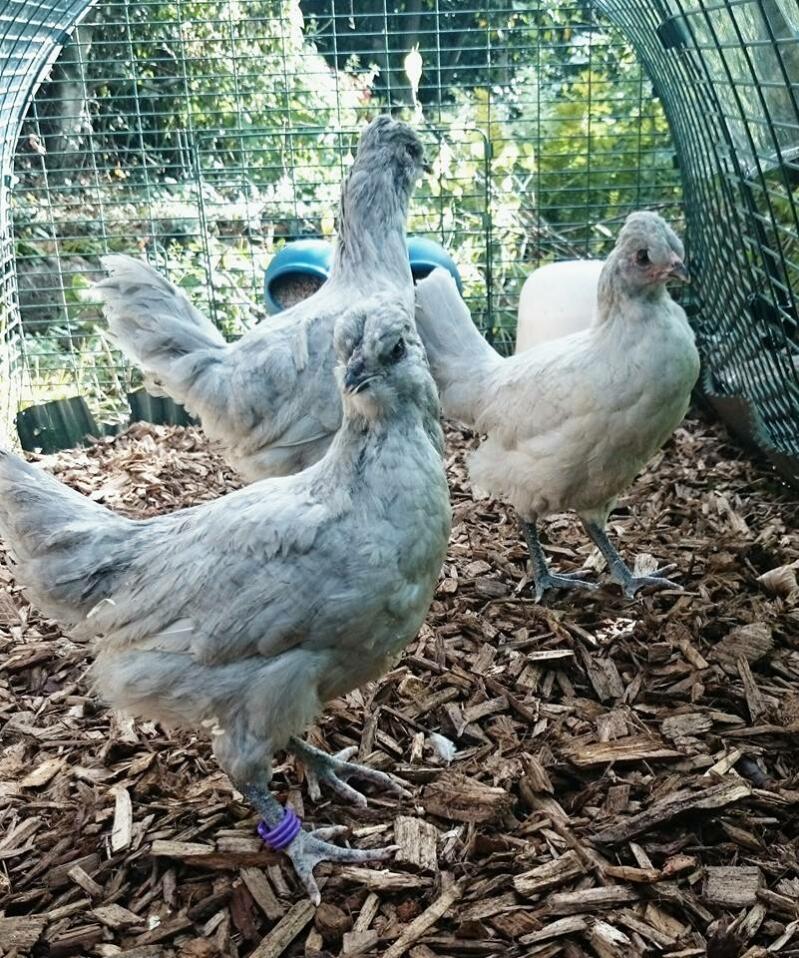 Araucana For Sale | Chickens | Breed Information | Omlet
