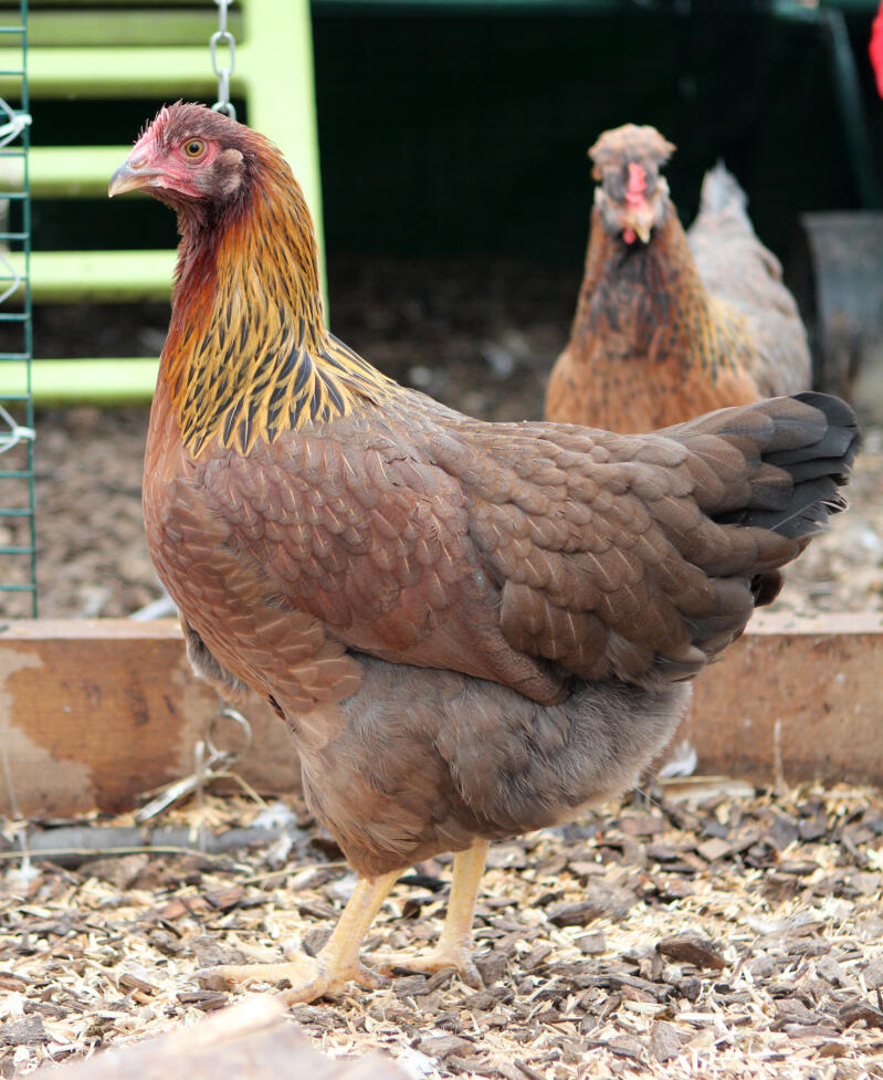 Welsummer Chickens | Welsummer For Sale
