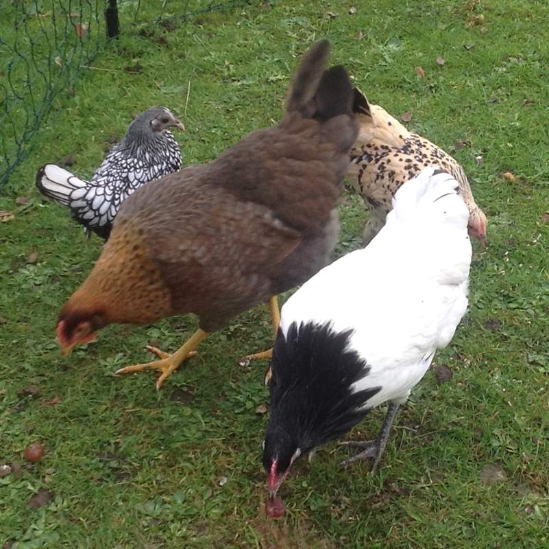 Lakenvelder For Sale | Chickens | Breed Information | Omlet