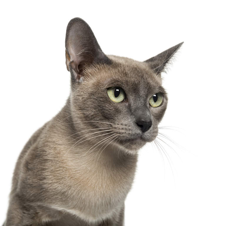 Tonkinese Cats | Cat Breeds