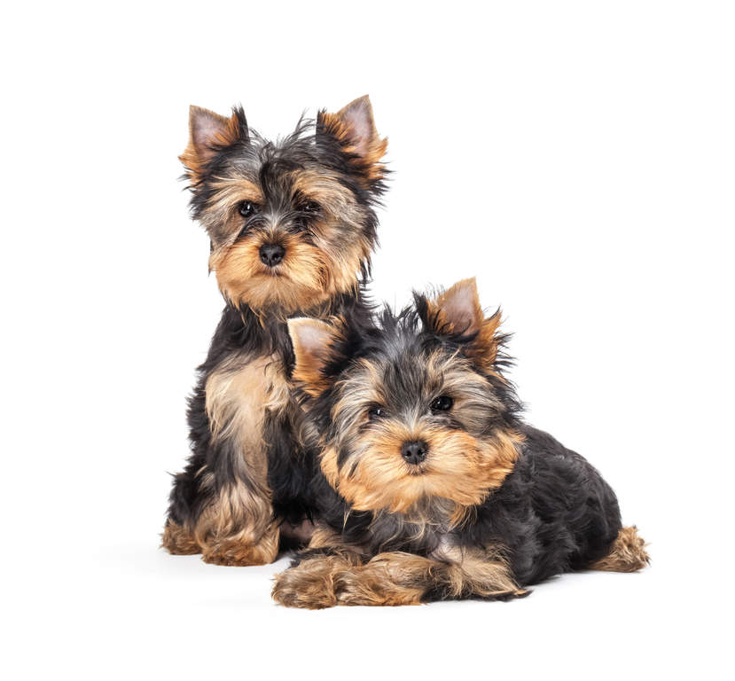 Yorkshire Terrier Dogs