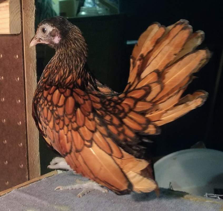 Sebright For Sale | Chickens | Breed Information | Omlet