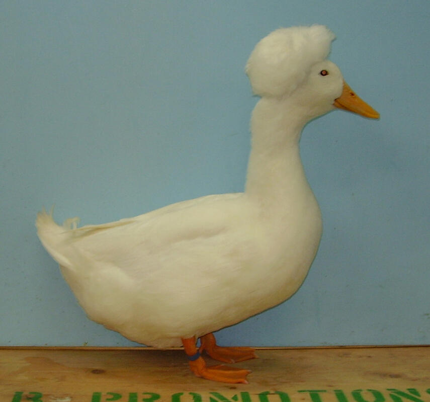 Crested Ducks | Ducks | Breed Information | Omlet