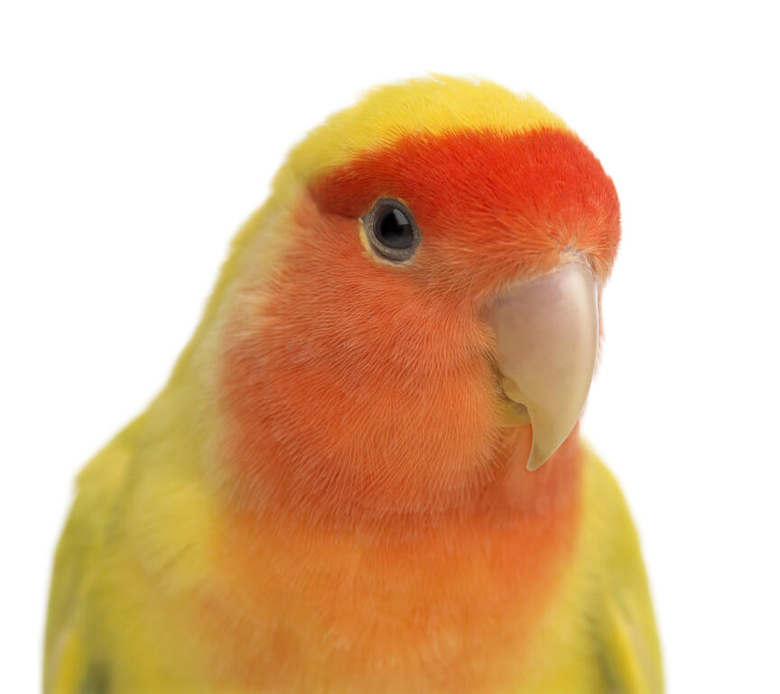 Rosy Faced Lovebird | Parrots | Breed Information | Omlet