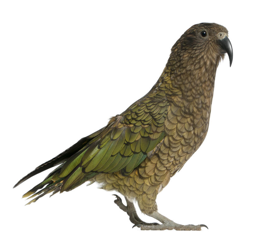 Kea | Parrots | Breed Information | Omlet