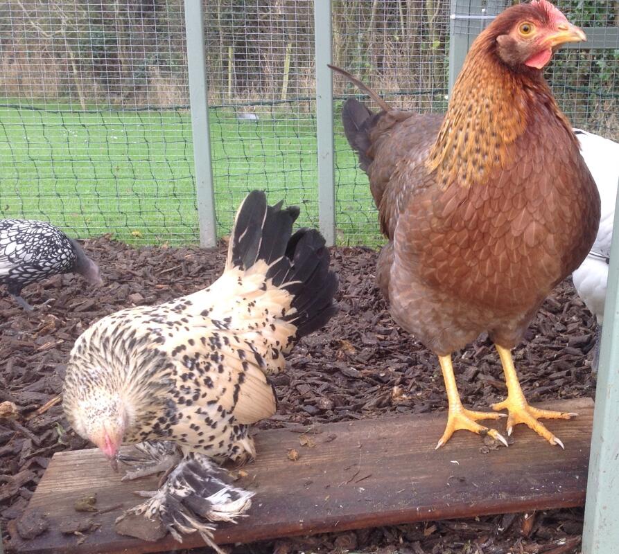 Welbar For Sale | Chickens | Breed Information | Omlet