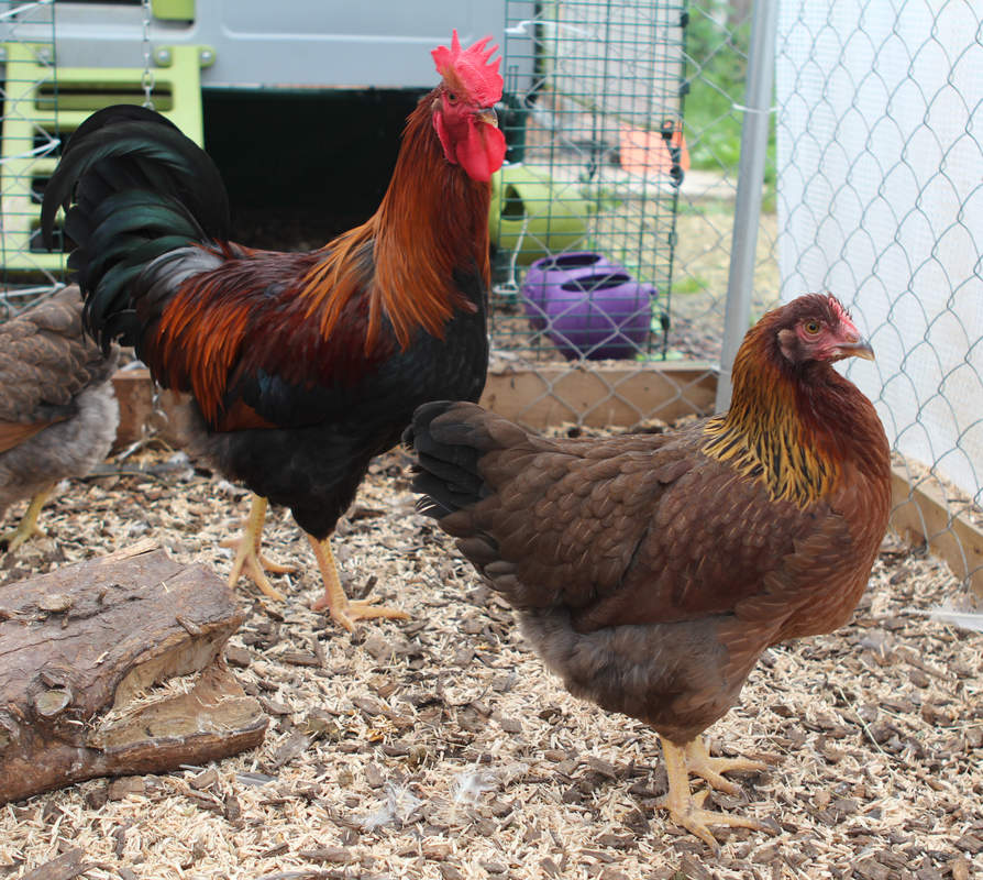 Welsummer For Sale | Chickens | Breed Information | Omlet