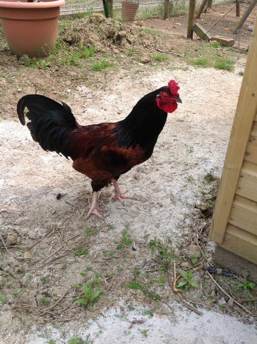 Vorwerk For Sale | Chickens | Breed Information | Omlet