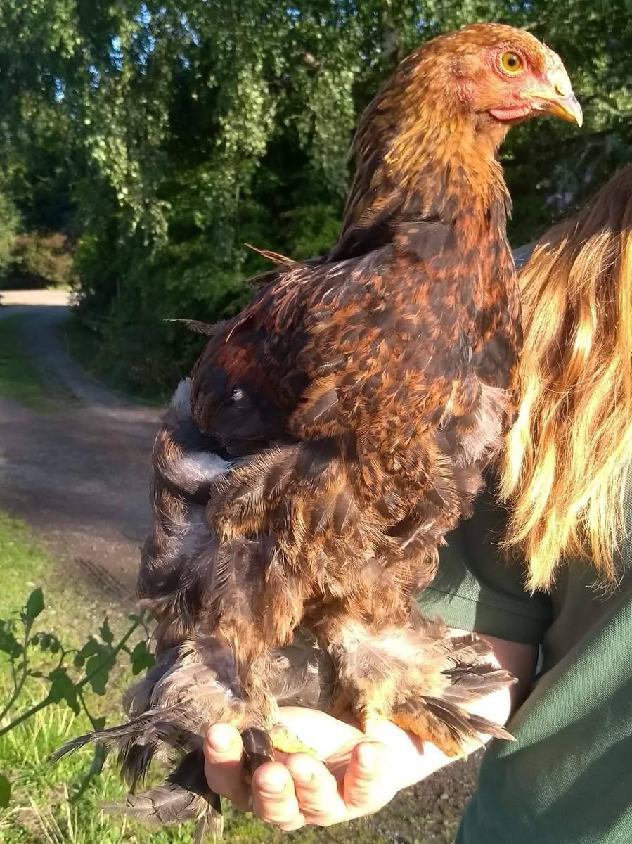 Brahma For Sale | Chickens | Breed Information | Omlet