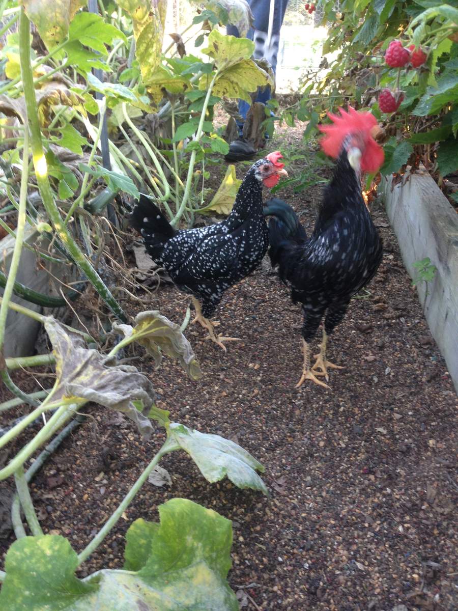 Ancona For Sale | Chickens | Breed Information | Omlet
